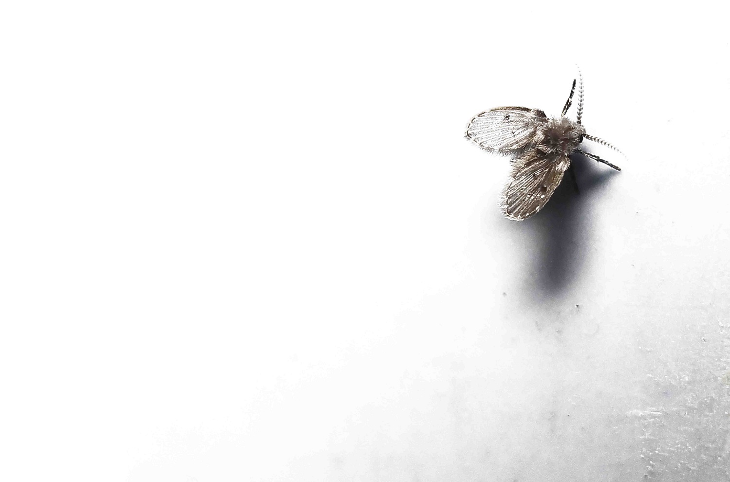 Kleine vliegjes in de badkamer? Hoe kom je er van af?